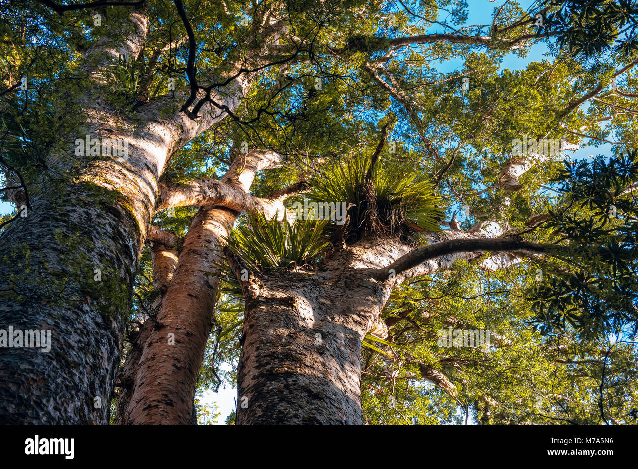 Kauri trees on the Waihoanga Gorge Kauri Walk, Puketi Forest, near ...