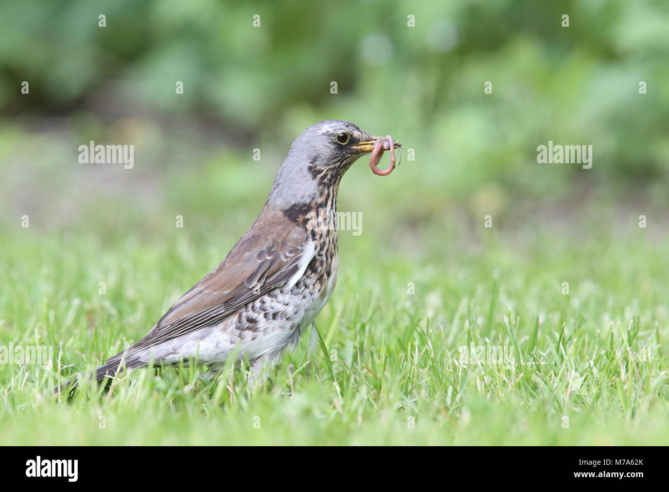 Fieldfare - Turdus pilaris Stock Photo - Alamy