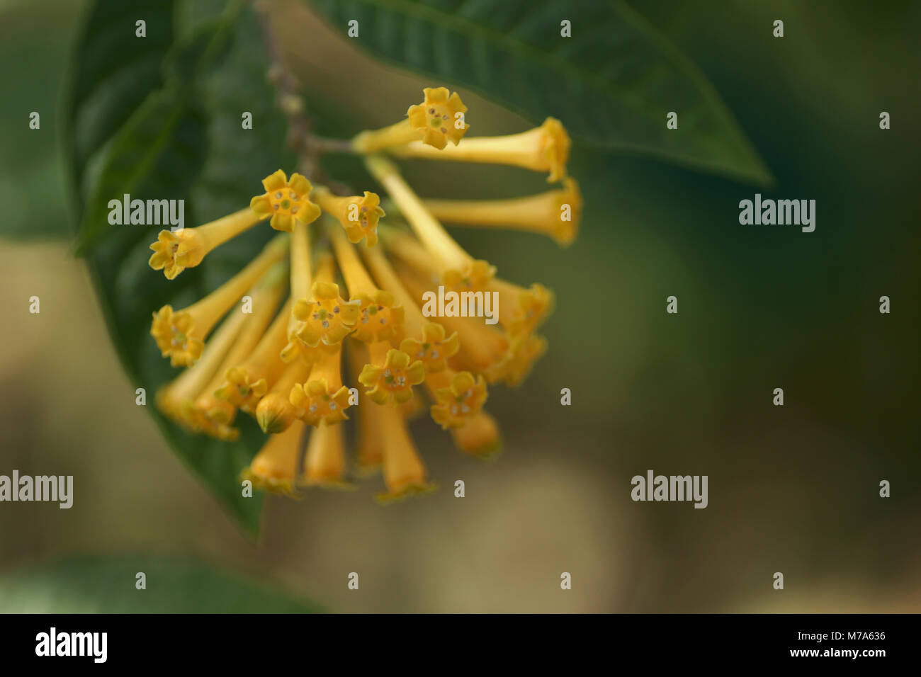 Green cestrum hi-res stock photography and images - Alamy