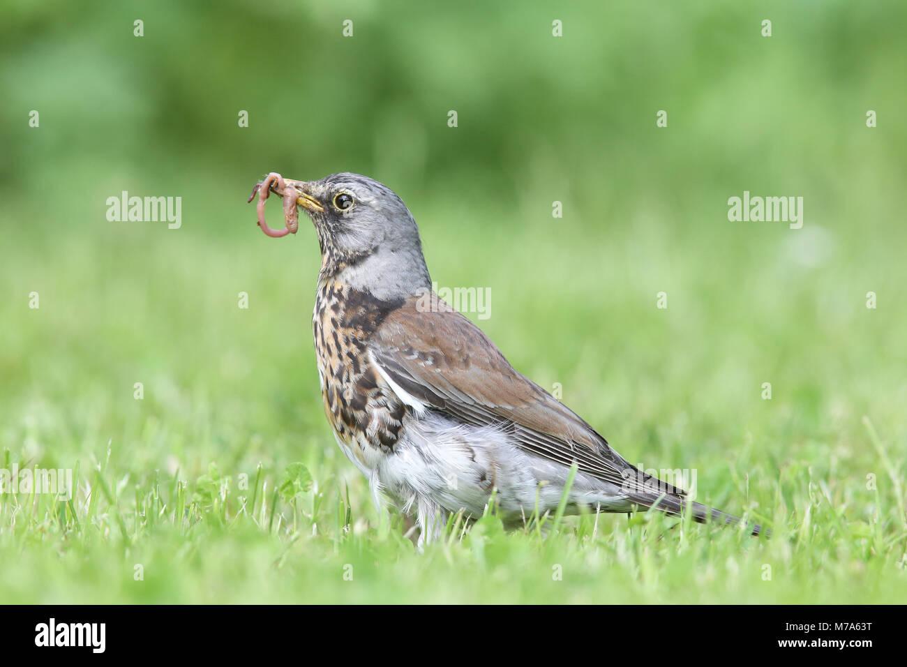 Female fieldfare hi-res stock photography and images - Alamy