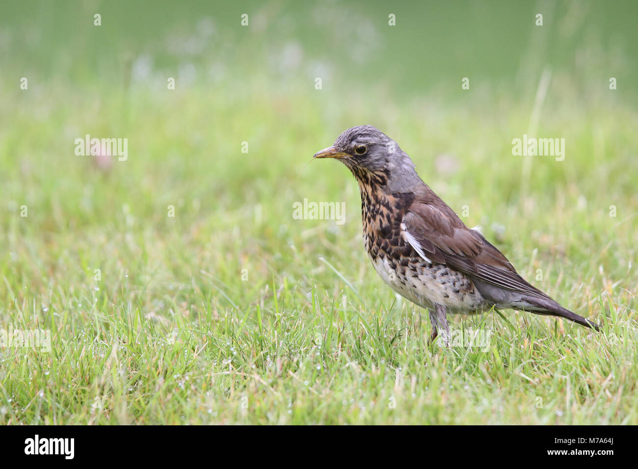 Female fieldfare hi-res stock photography and images - Alamy