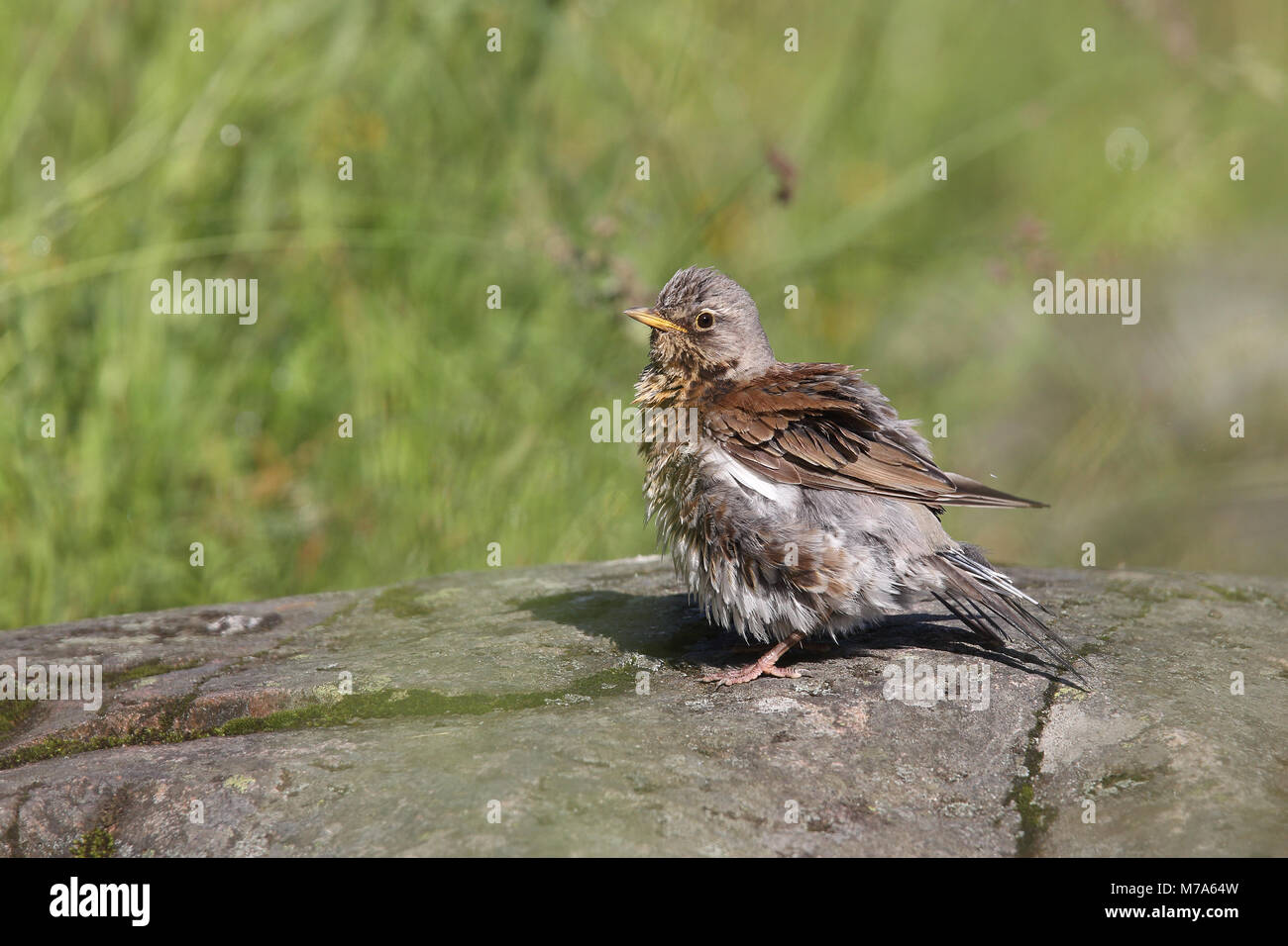 Female fieldfare hi-res stock photography and images - Alamy