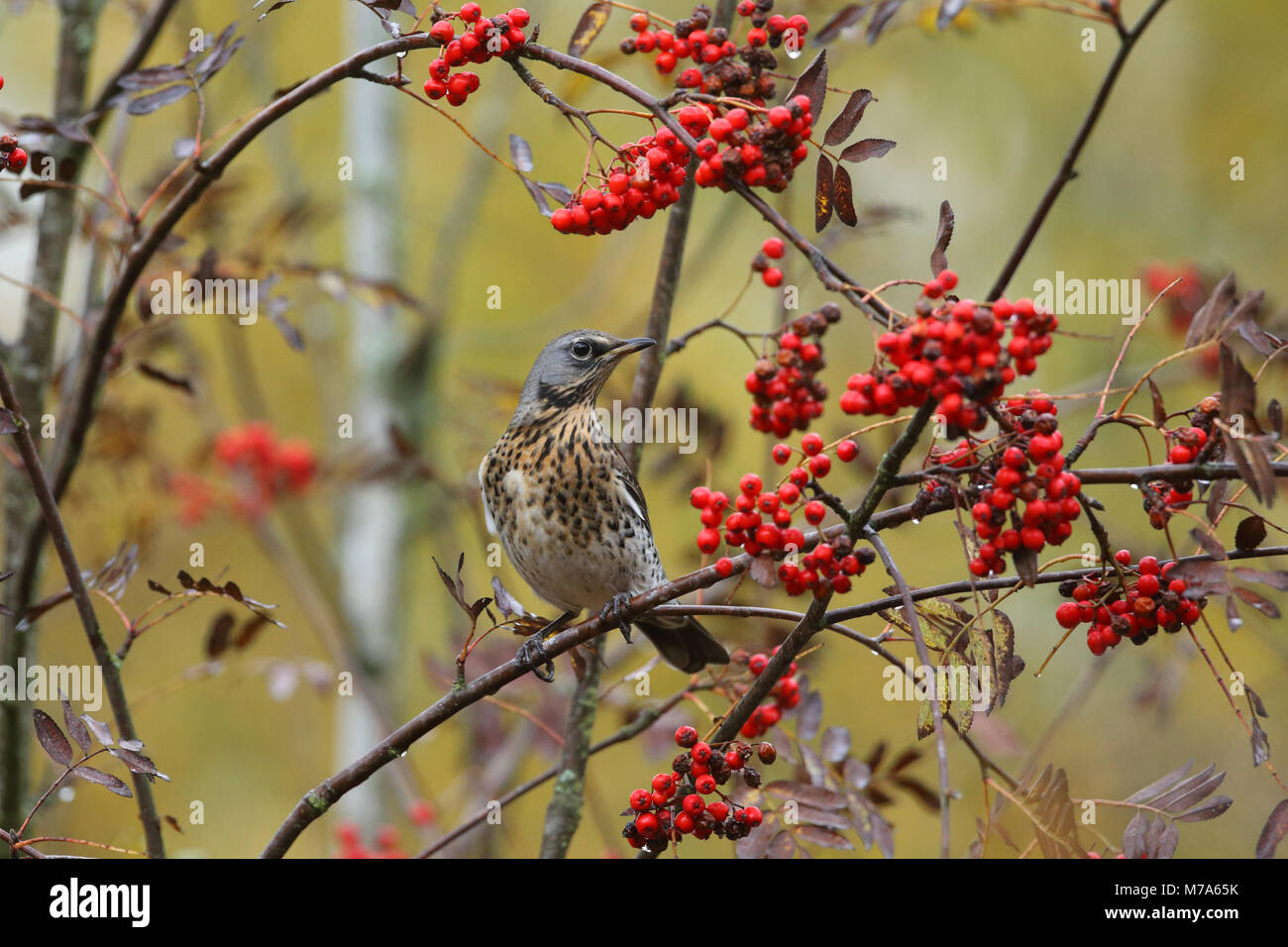 Female fieldfare hi-res stock photography and images - Alamy