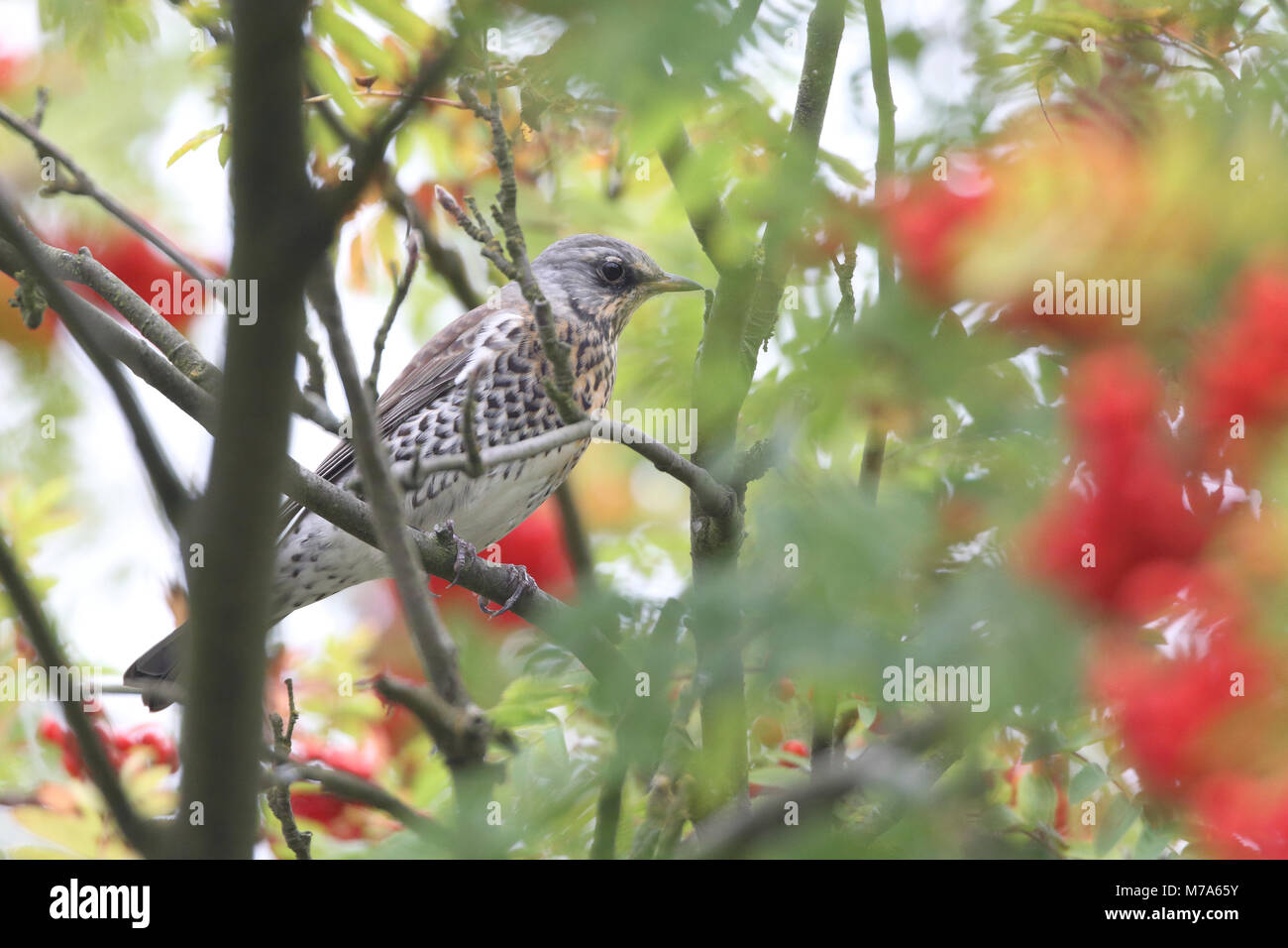 Female fieldfare hi-res stock photography and images - Alamy
