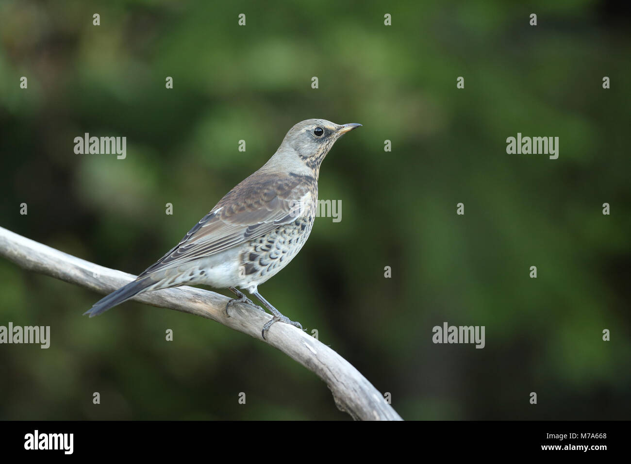 Female fieldfare hi-res stock photography and images - Alamy