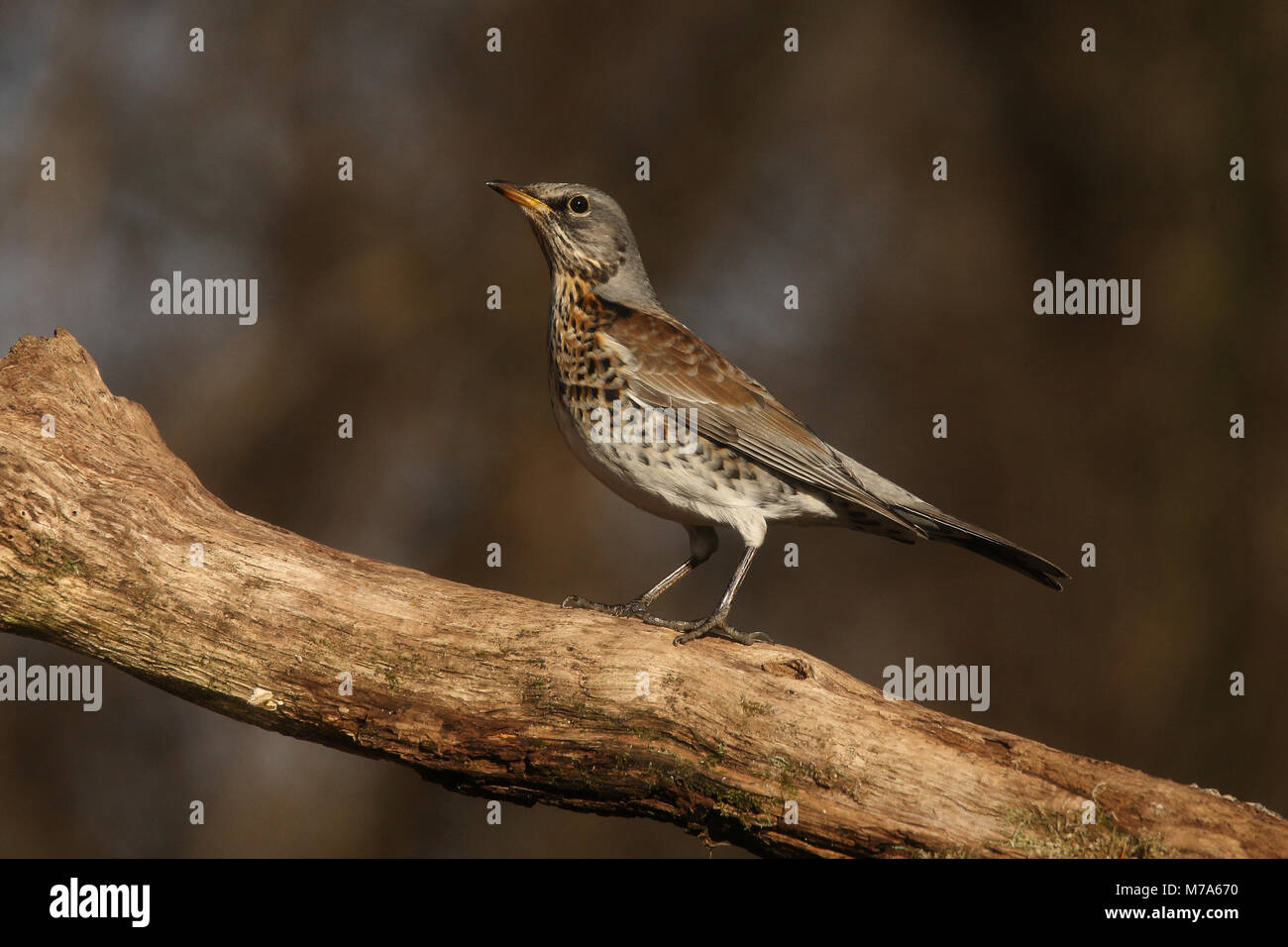 fieldfare-turdus-pilaris-stock-photo-alamy