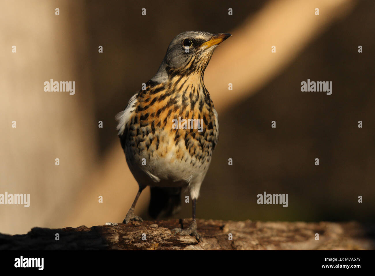fieldfare-turdus-pilaris-stock-photo-alamy