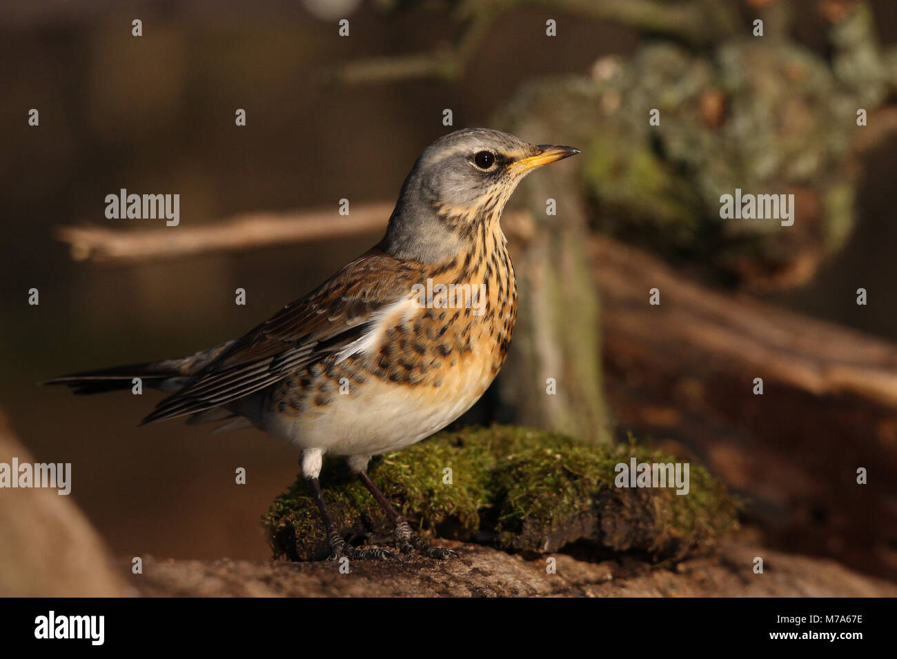 fieldfare-turdus-pilaris-stock-photo-alamy