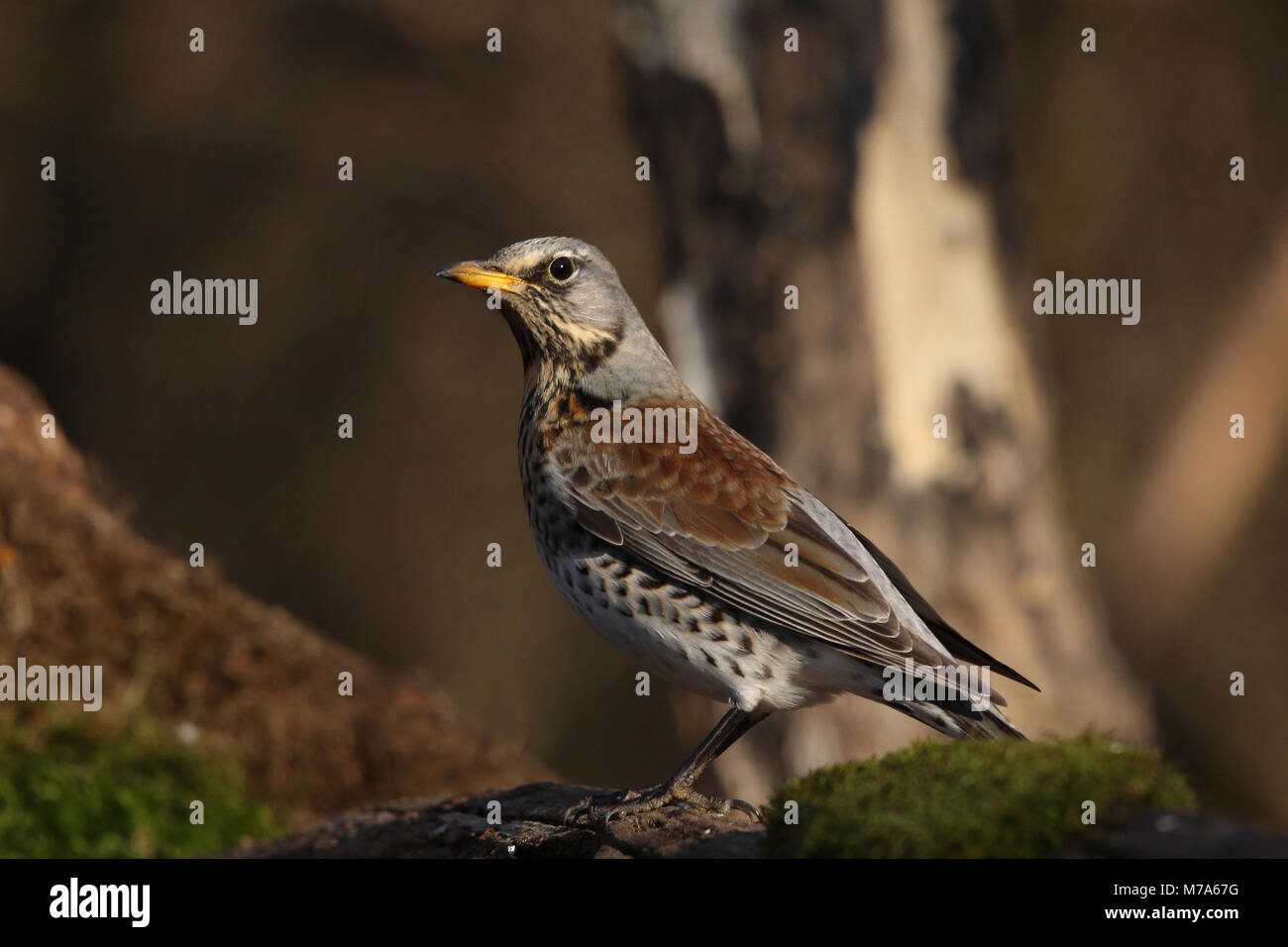 Fieldfare - Turdus pilaris Stock Photo - Alamy