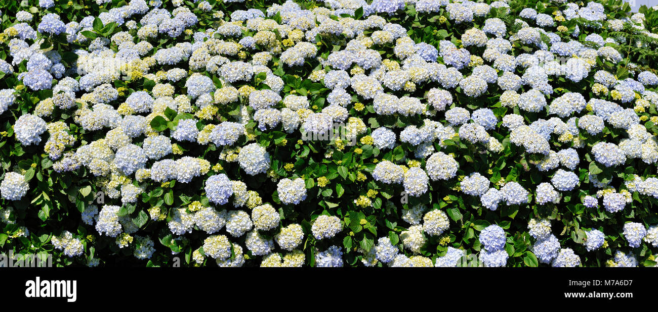 Hydrangeas. São Jorge island. Azores, Portugal Stock Photo - Alamy