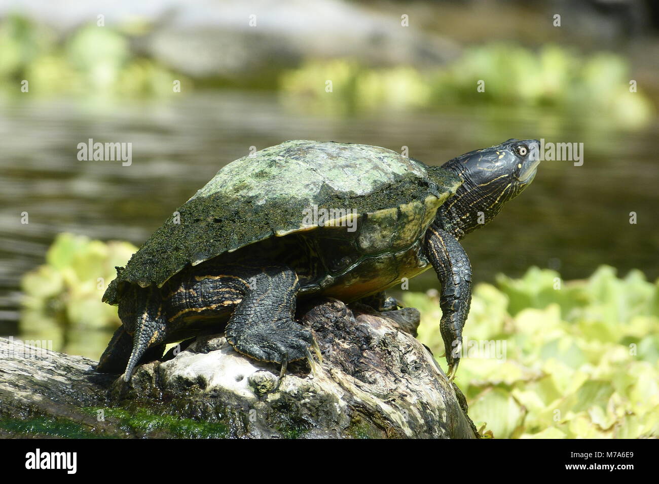 Meanings behind turtles hi-res stock photography and images - Alamy