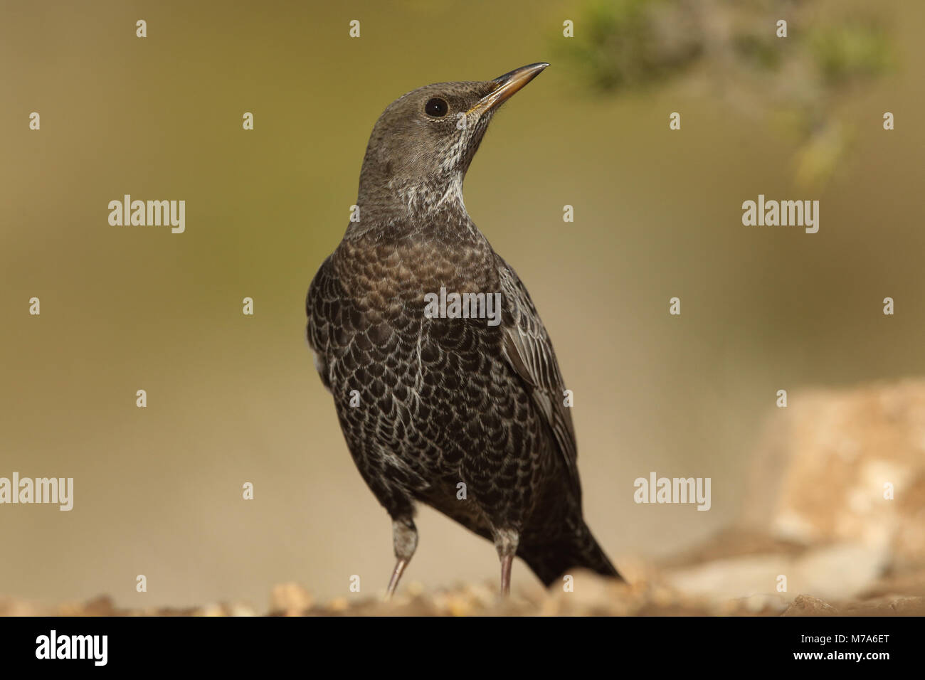 Female ring ouzel turdus torquatus hi-res stock photography and images ...