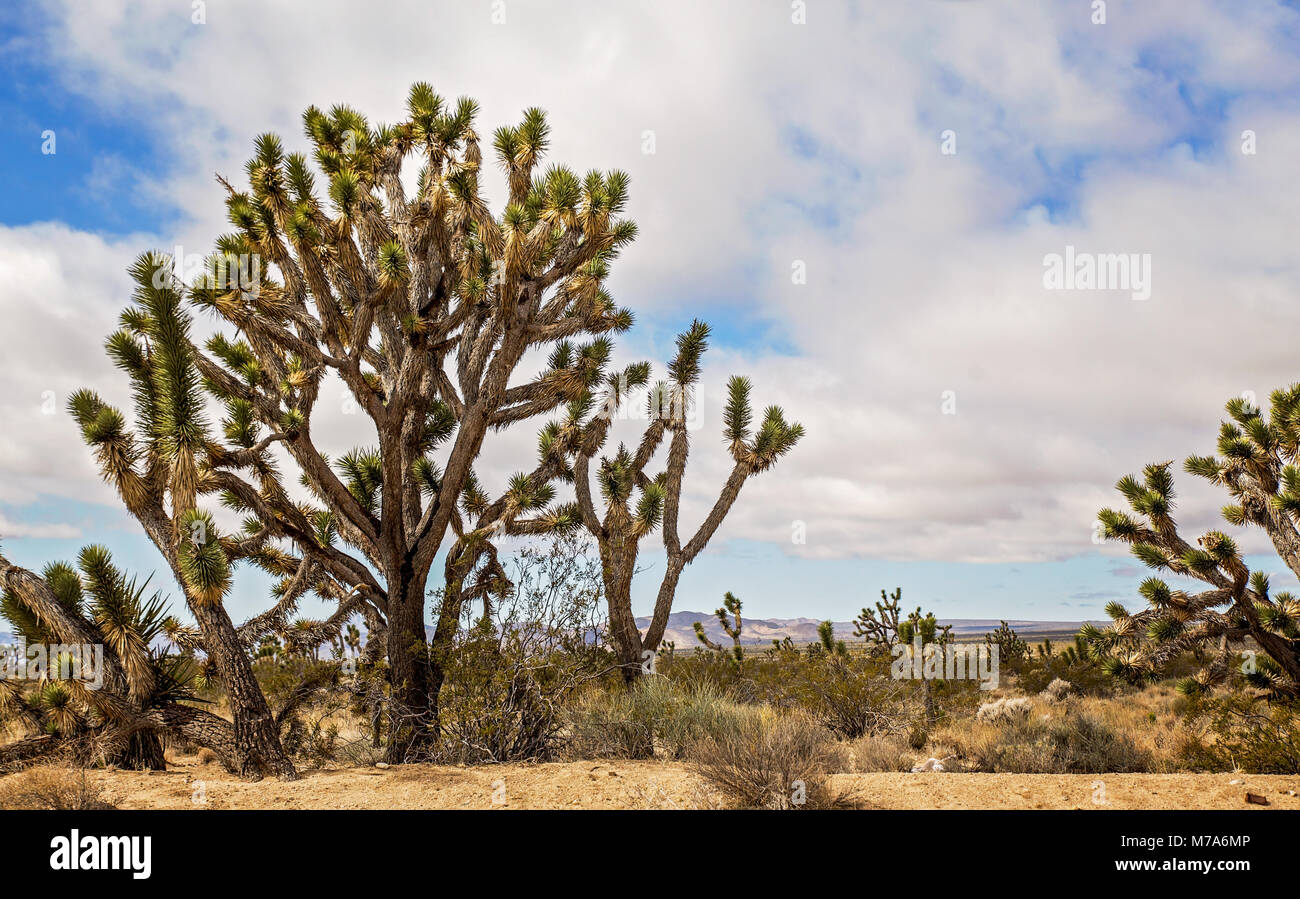 A large joshua tree with mountains in the distance in a spring time ...
