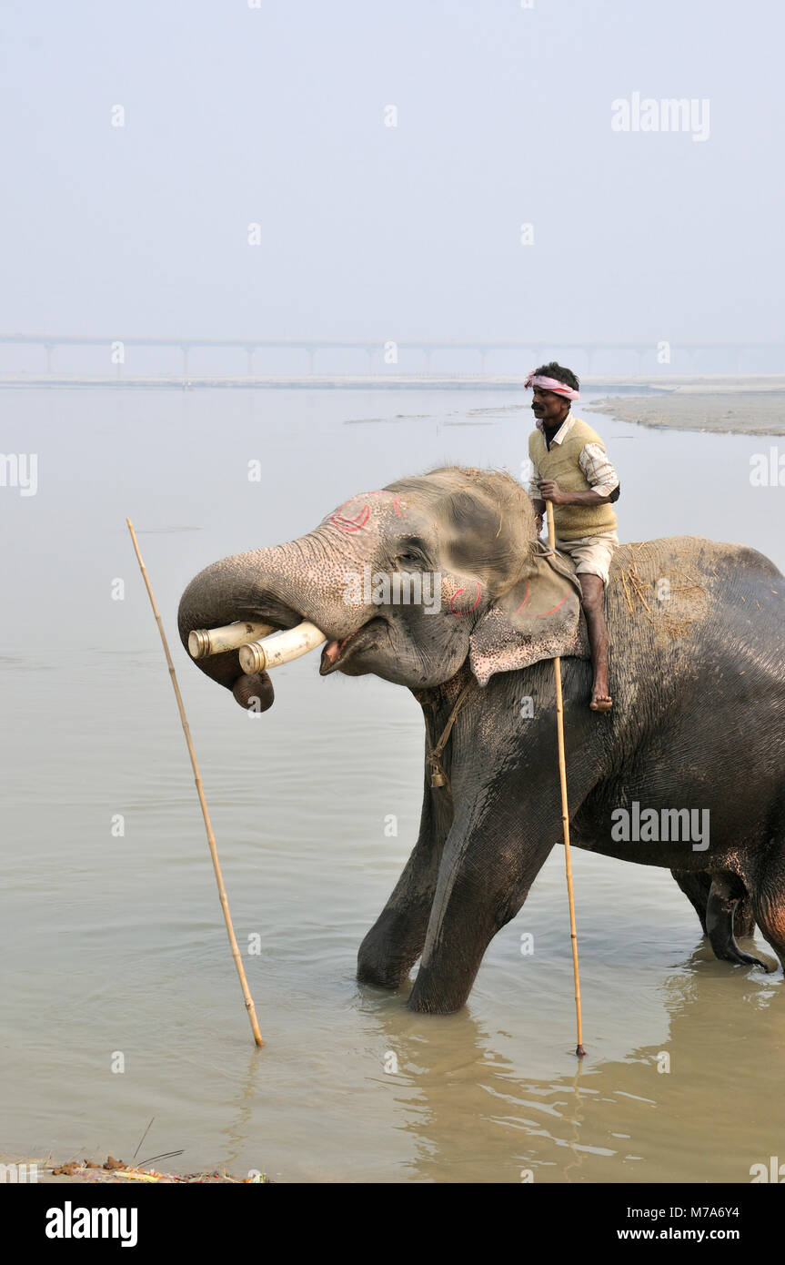 The bath of the elephants with the mahout at Sonepur Mela, Bihar, India ...