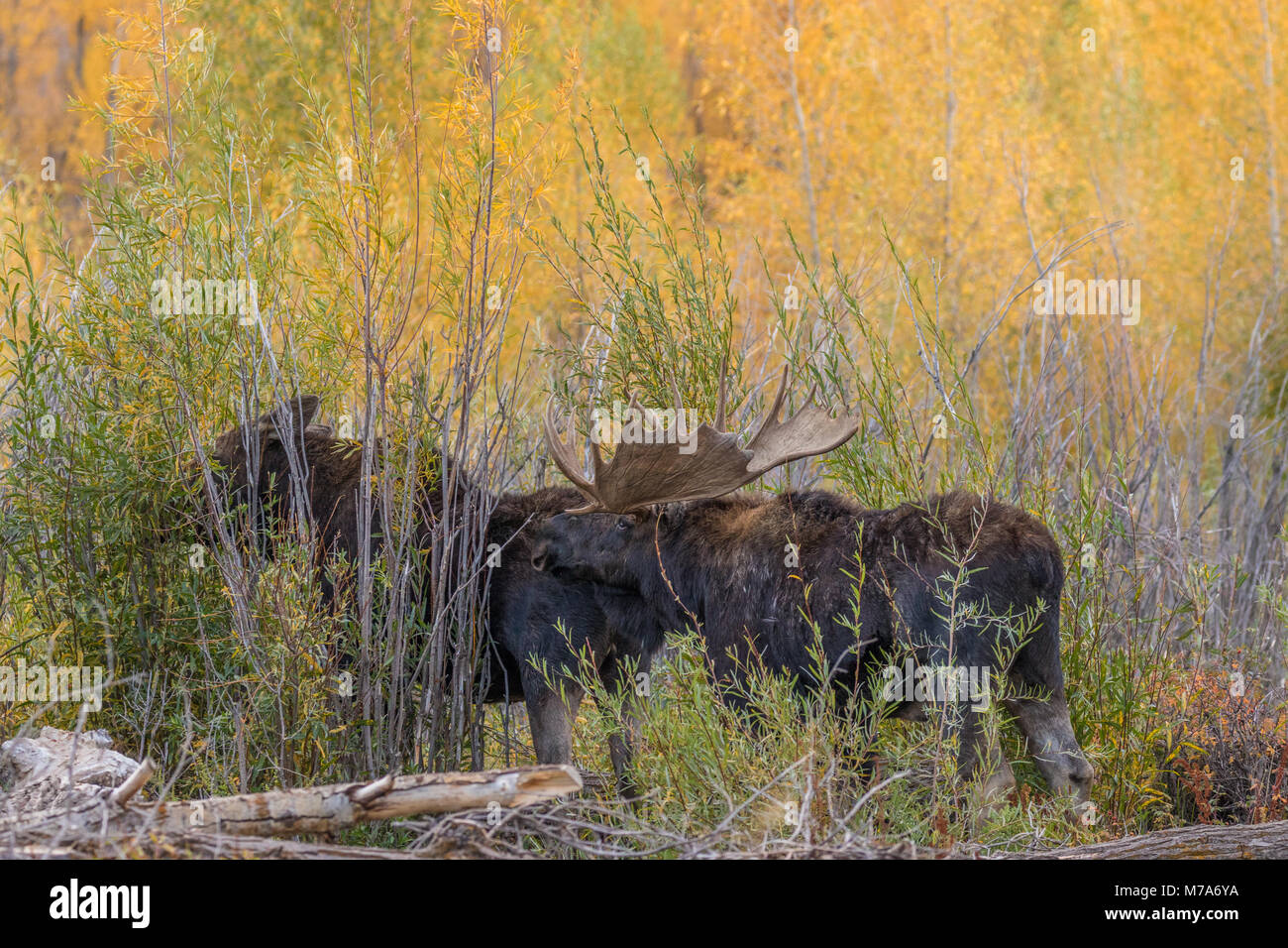 Bull and Cow Shiras Moose Rutting in Fall Stock Photo - Alamy