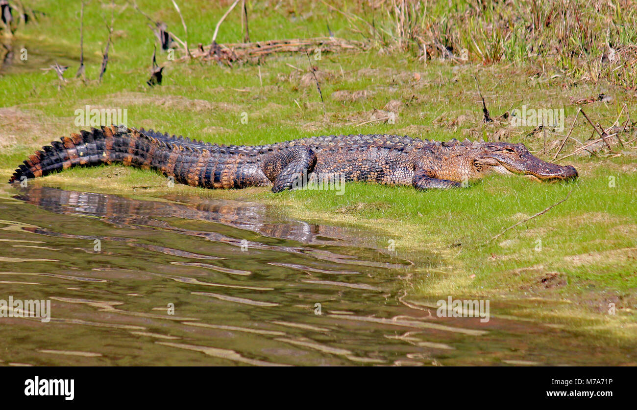Alligator in North Carolina on a sunny day Stock Photo - Alamy