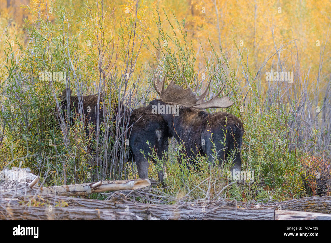 Female shiras moose hi-res stock photography and images - Alamy