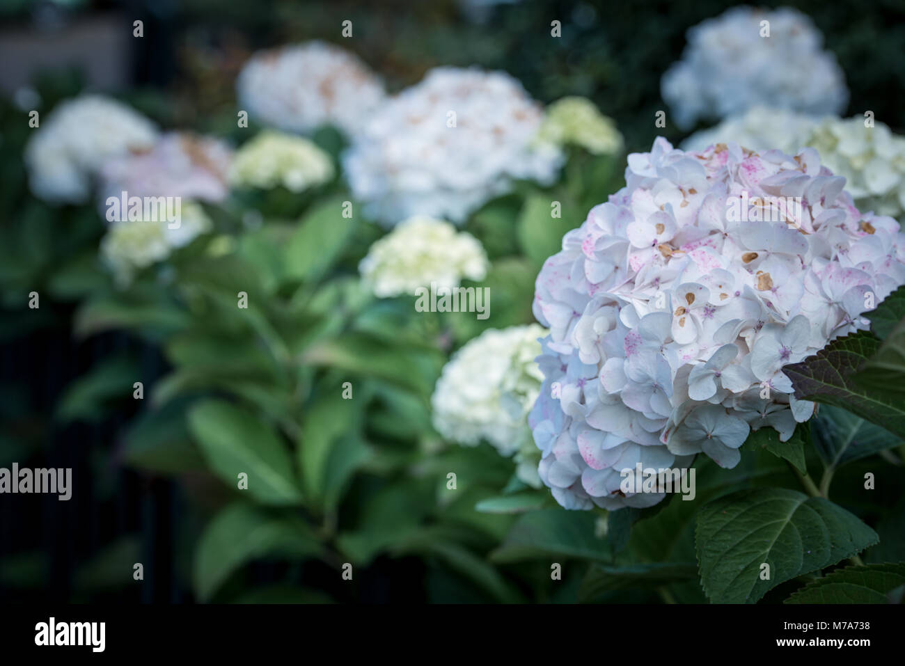 Pink hydrangea flowers bush in the garden in the fall. Shot with a ...
