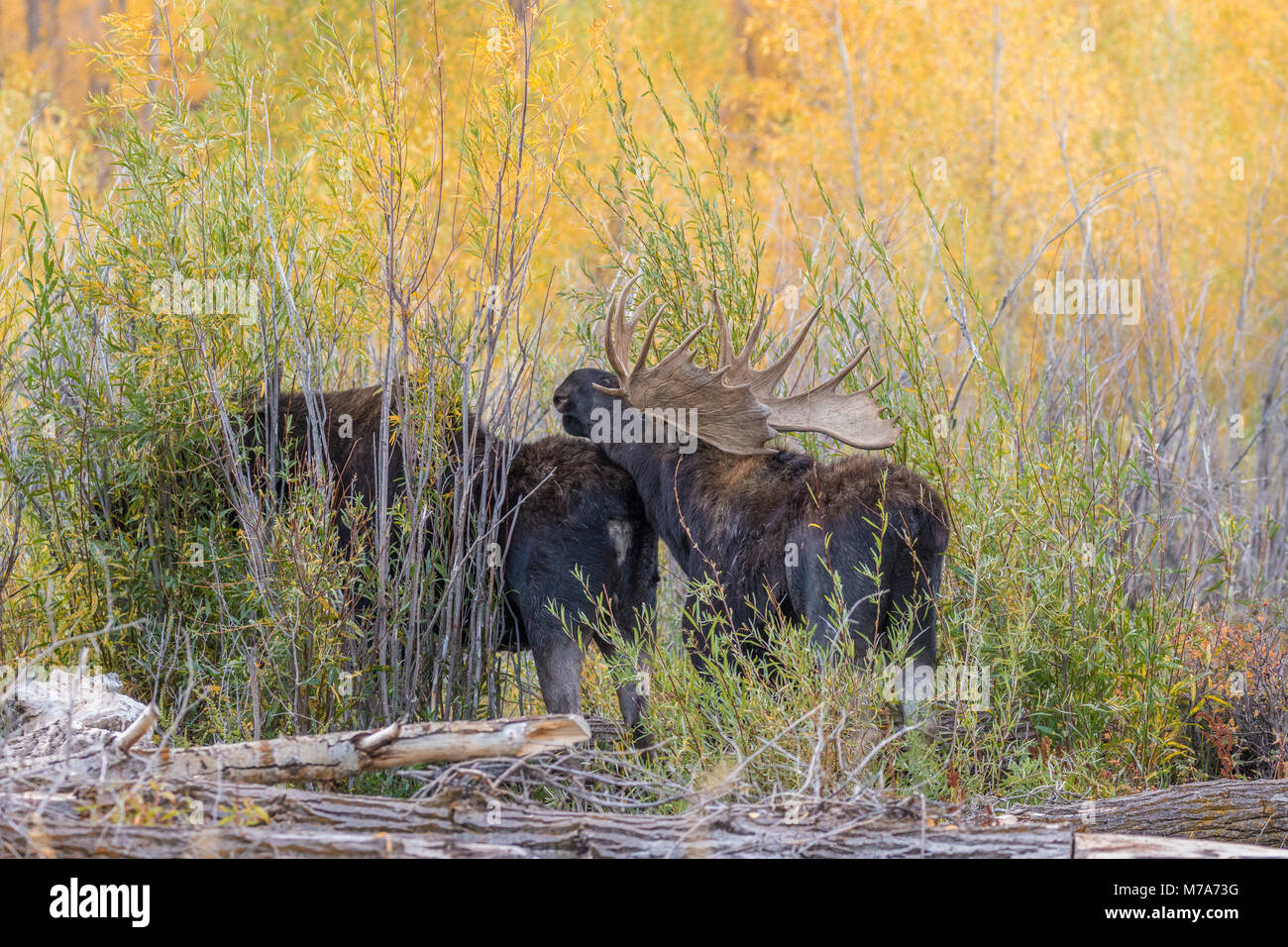 Female shiras moose hi-res stock photography and images - Alamy