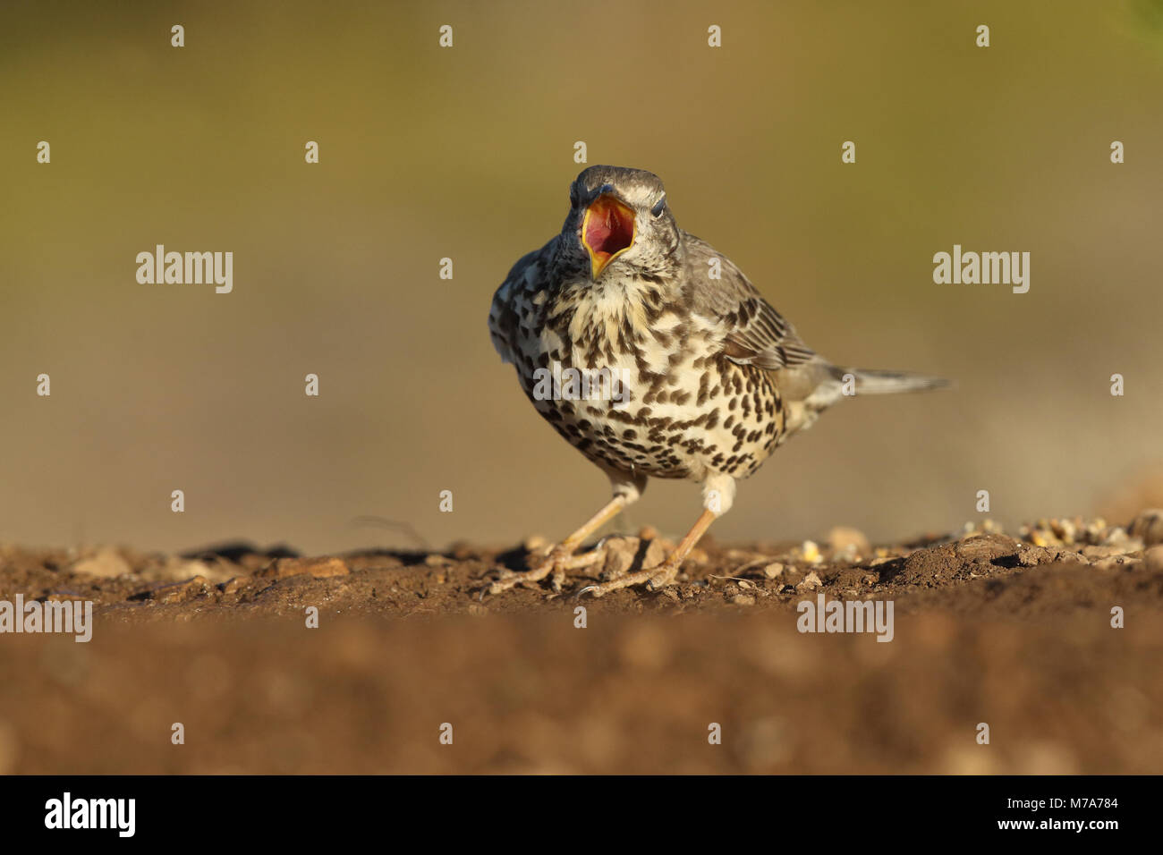 Mistle thrush song thrush hi-res stock photography and images - Alamy