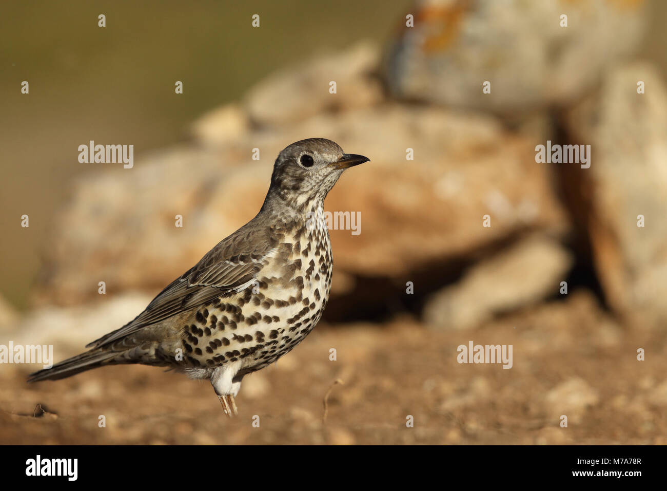 Male mistle thrush hi-res stock photography and images - Alamy