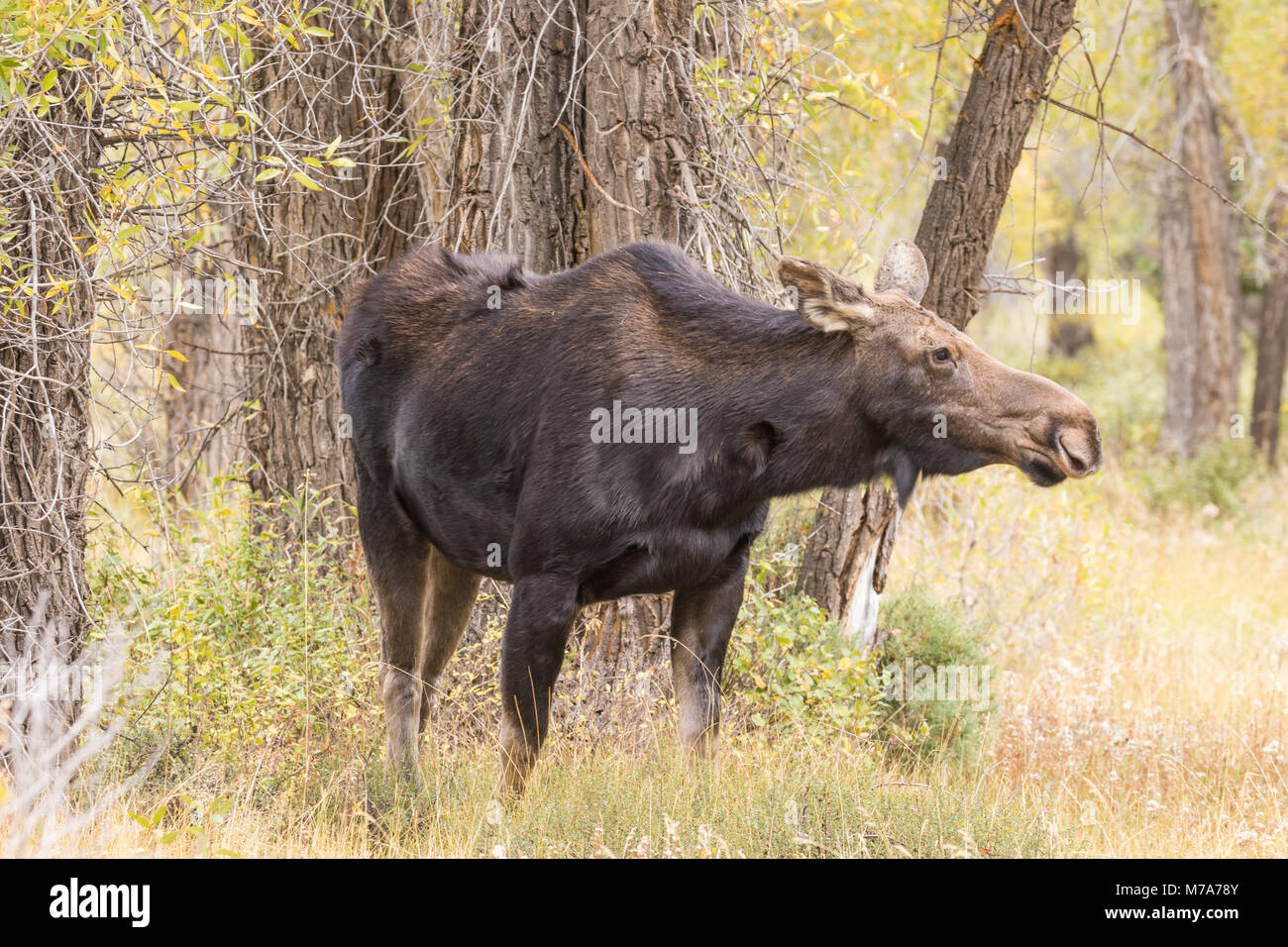 Cow Shiras Moose in Fall Stock Photo - Alamy