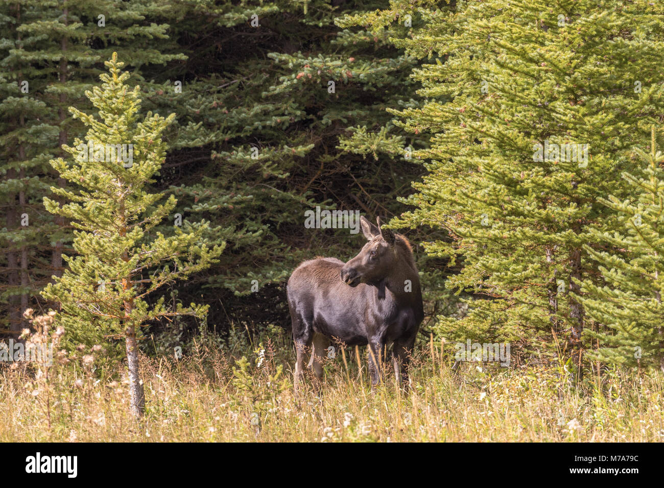 Cow Shiras Moose in Fall Stock Photo - Alamy