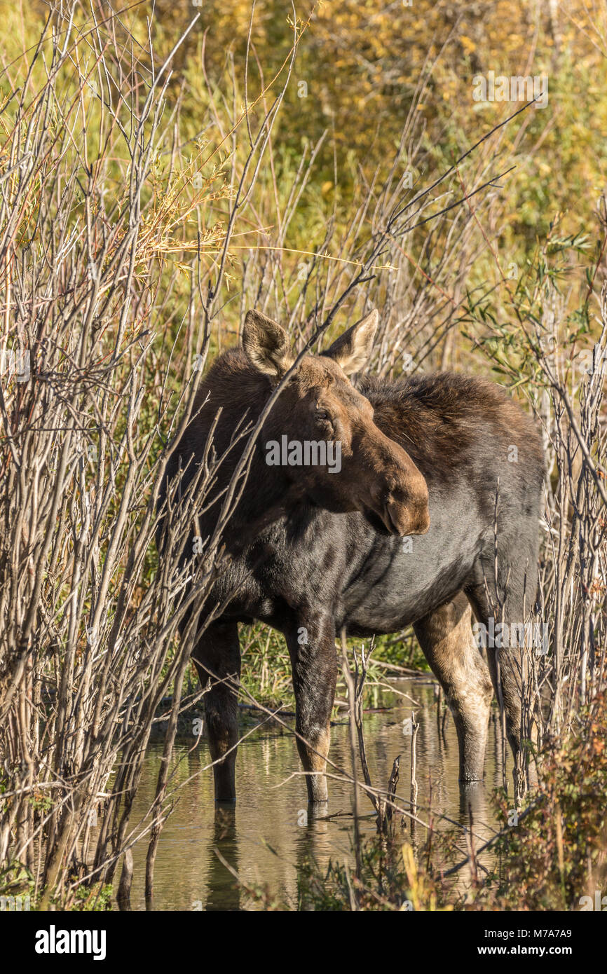 Cow Shiras Moose in Fall Stock Photo - Alamy