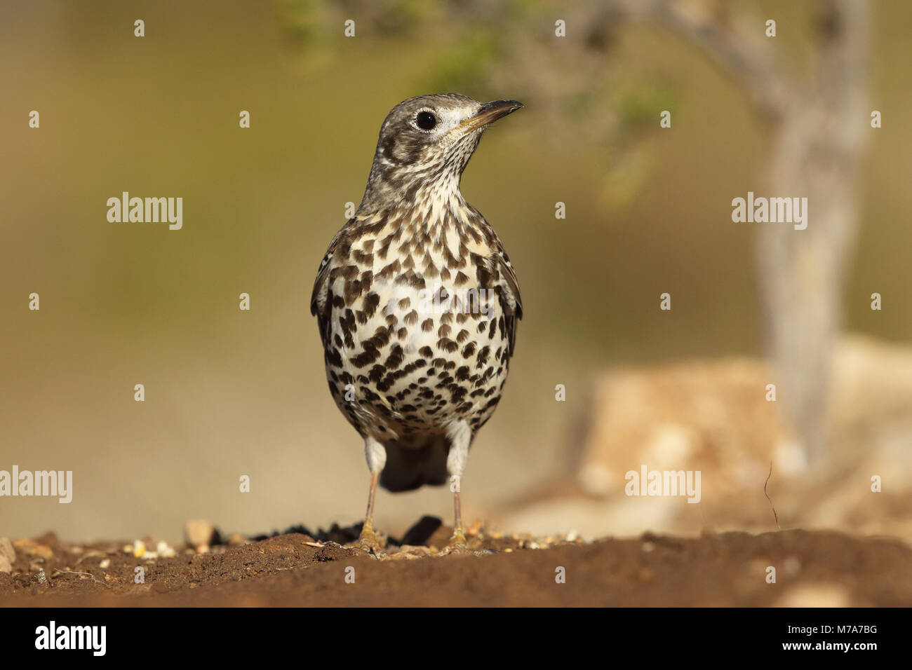 Thrush with prey hi-res stock photography and images - Alamy