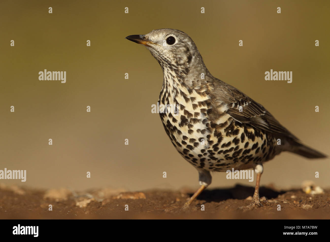 Male mistle thrush hi-res stock photography and images - Alamy