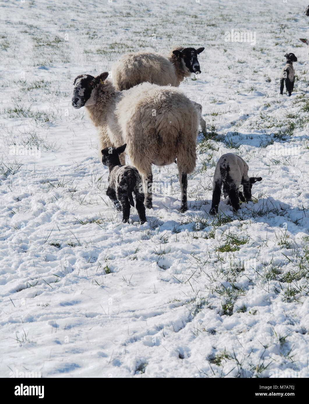 Mother Sheep and her lambs in the snow Stock Photo - Alamy
