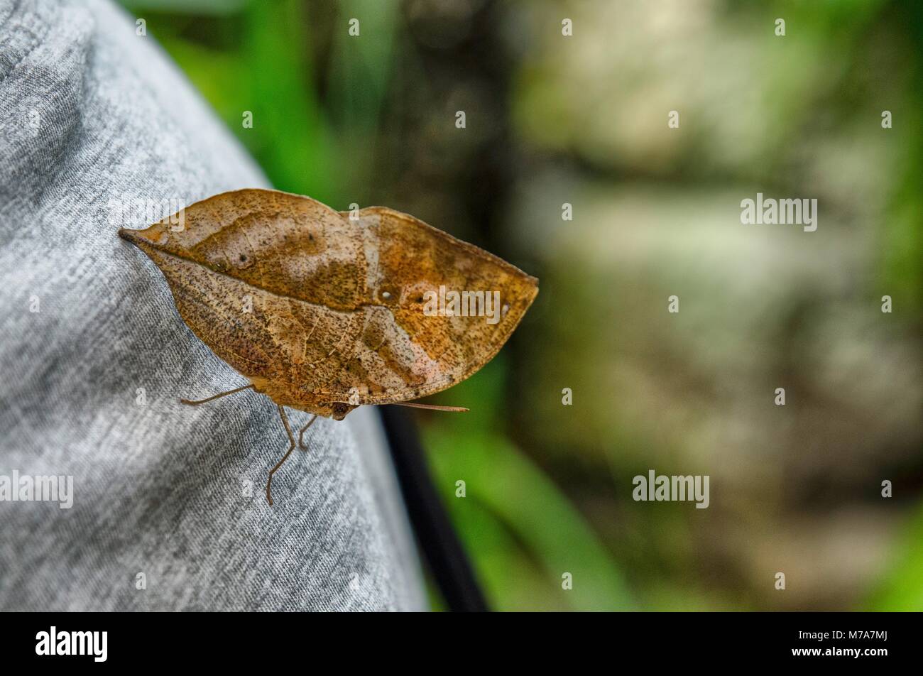 Dead Leaf Butterfly Stock Photos & Dead Leaf Butterfly Stock Images - Alamy