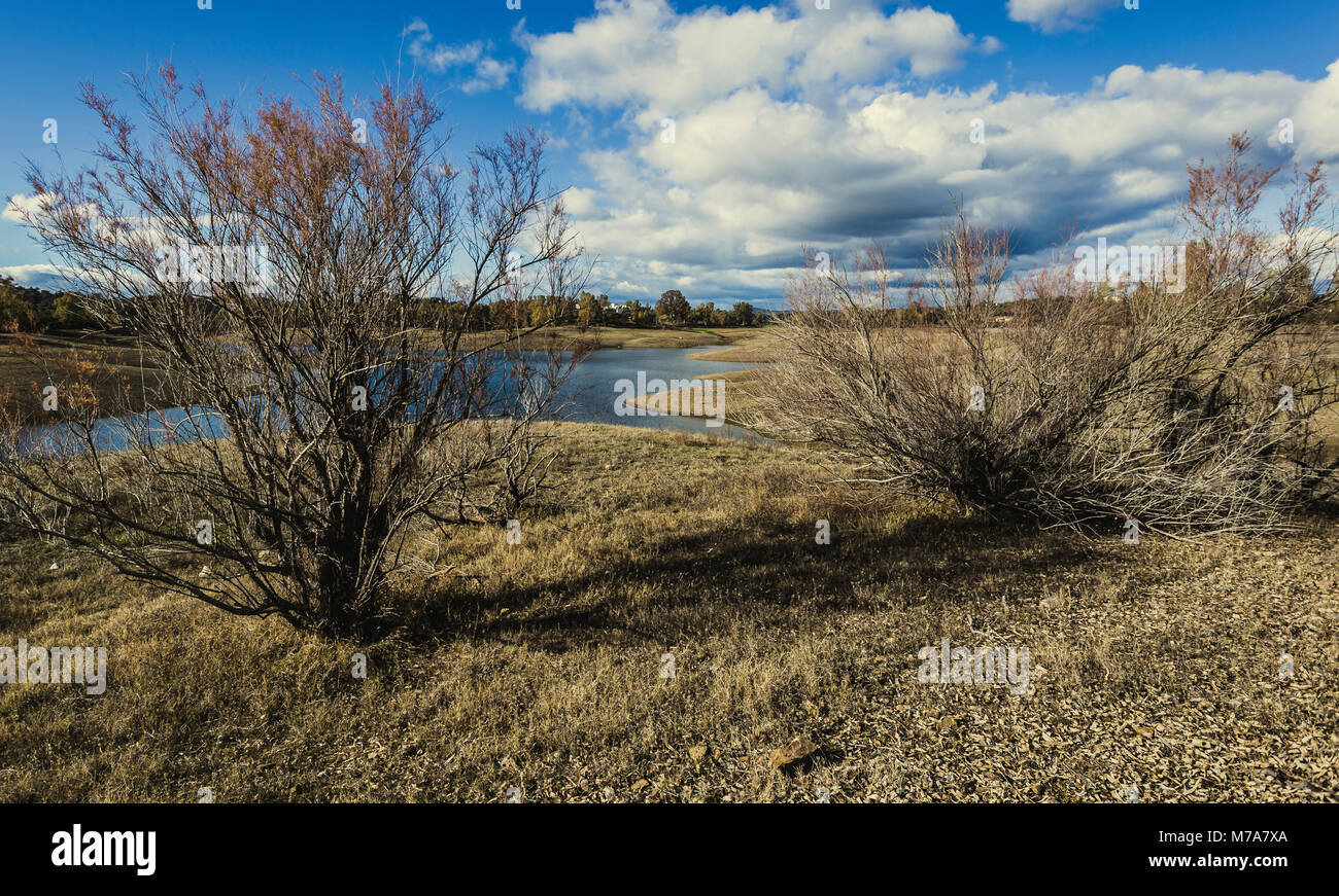 Dry shrubs on the shore of the lake Stock Photo - Alamy