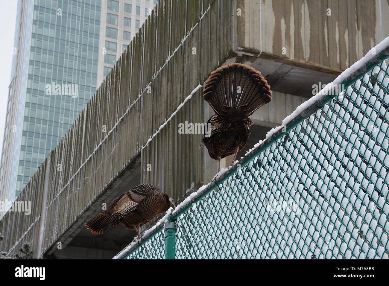 Turkeys on a fence during a snowstorm in downtown Boston, Massachusetts ...
