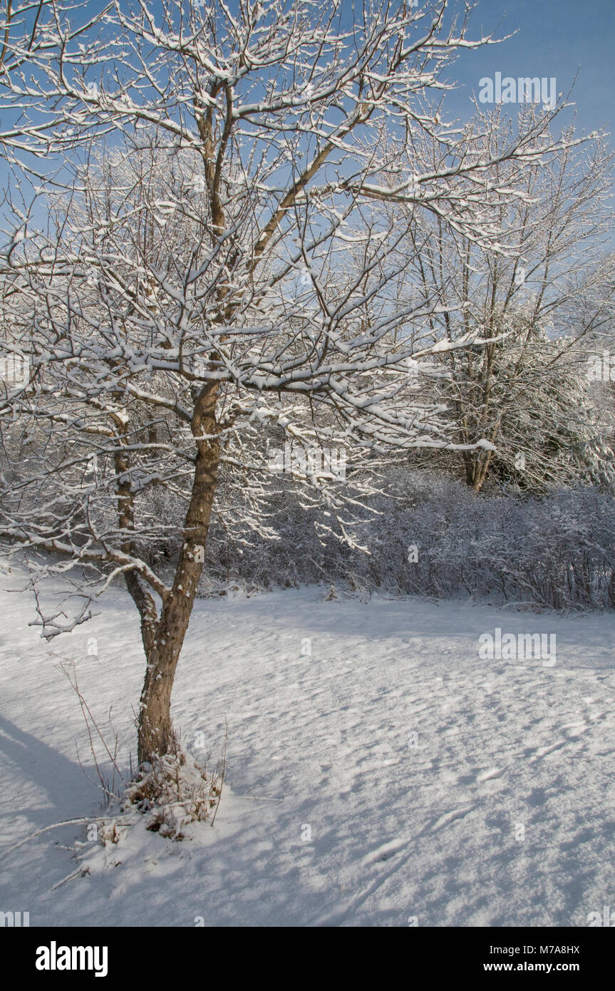 Snow crusted apple tree in morning light Stock Photo - Alamy