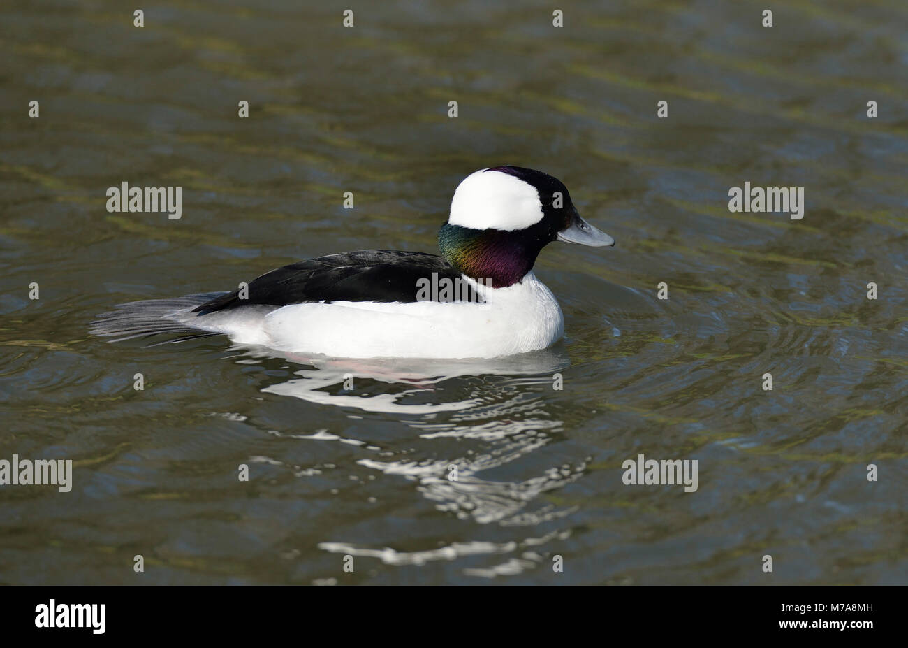 Black diving bird hi-res stock photography and images - Alamy