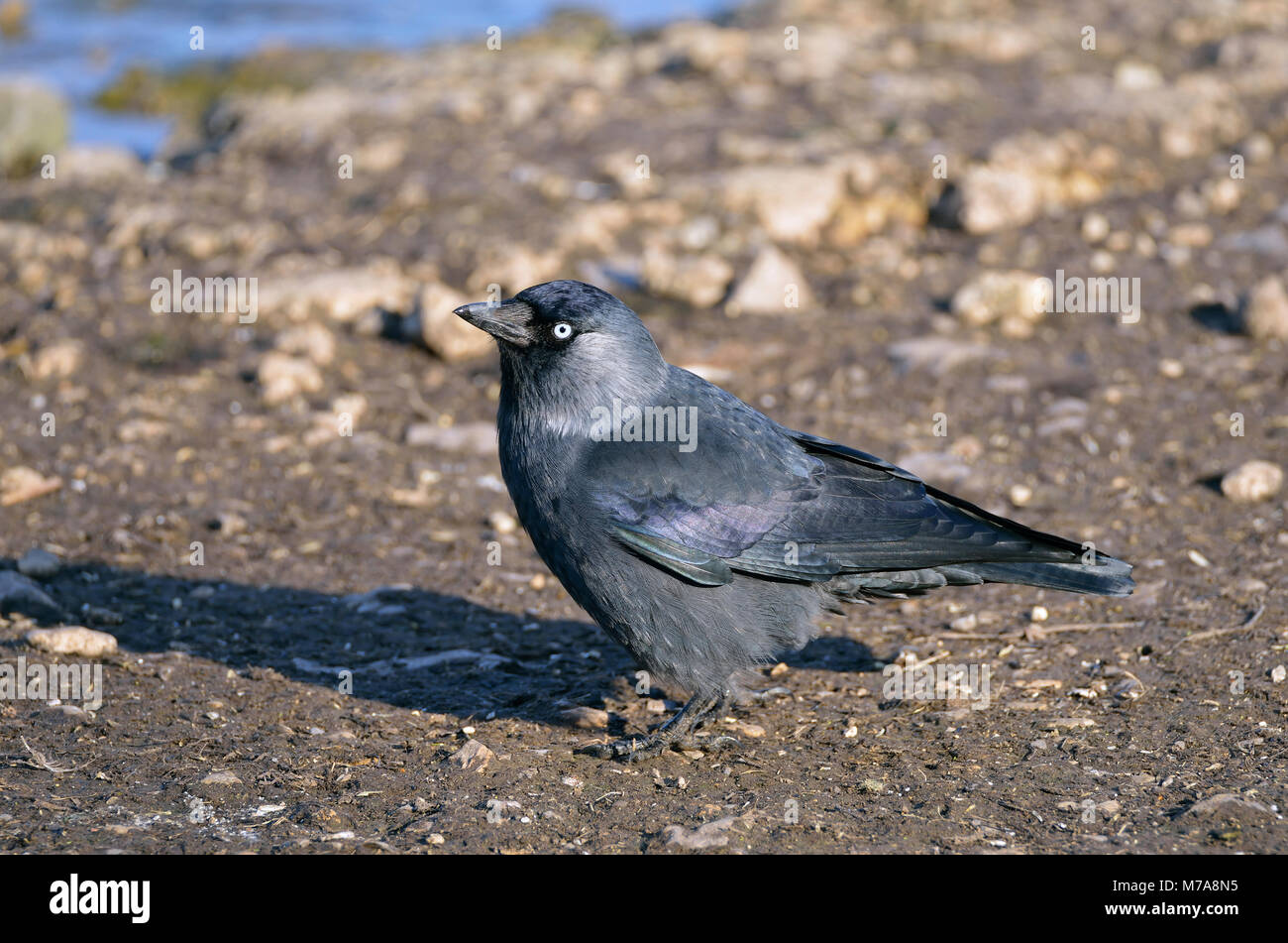 Corvus monedula eurasian jackdaw bird hi-res stock photography and ...