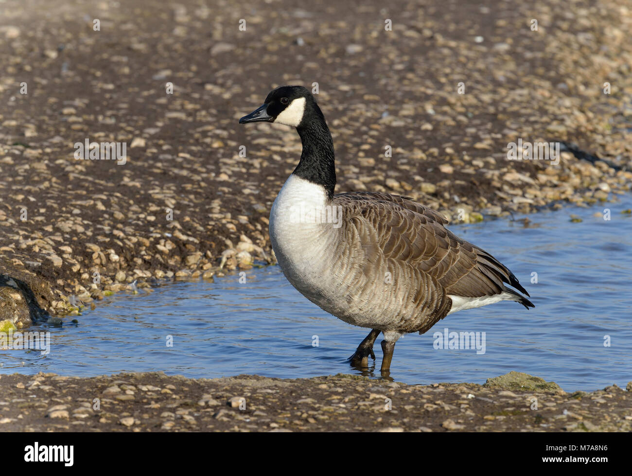 Canada wetland landscape bird hi-res stock photography and images - Alamy
