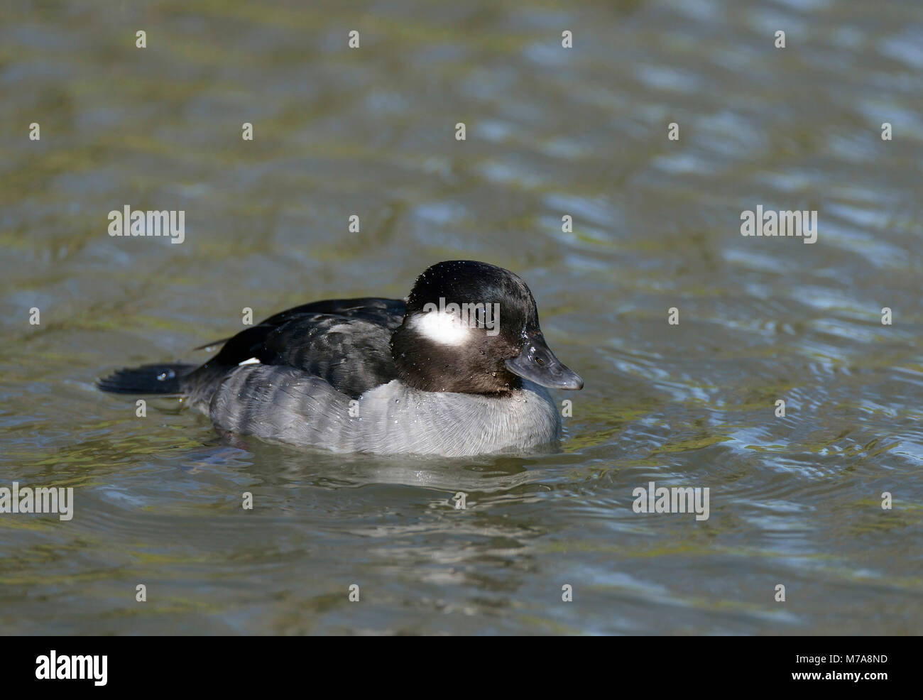 Bufflehead - Bucephala albeola Female Diving Duck from Alaska & Canada ...