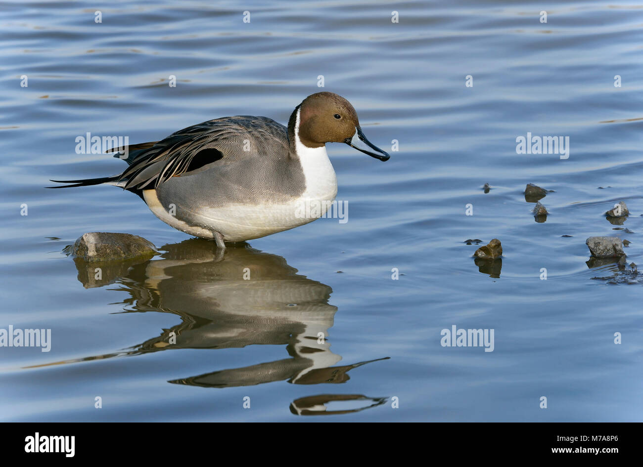Standing Pintail Mounts