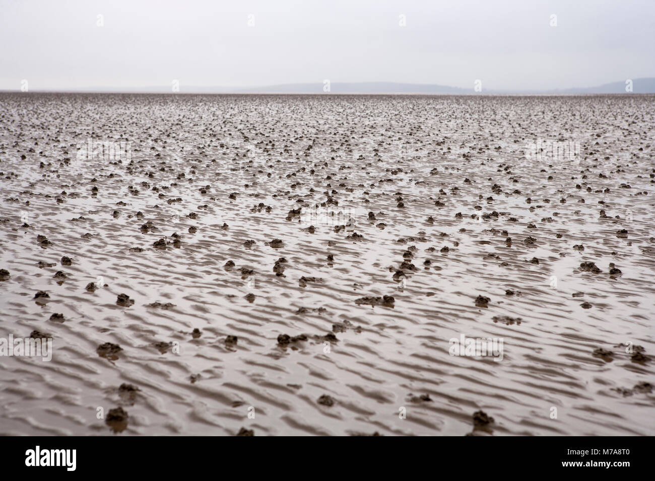 Lugworm casts in Morecambe Bay UK at low tide. Lugworms are a popular ...