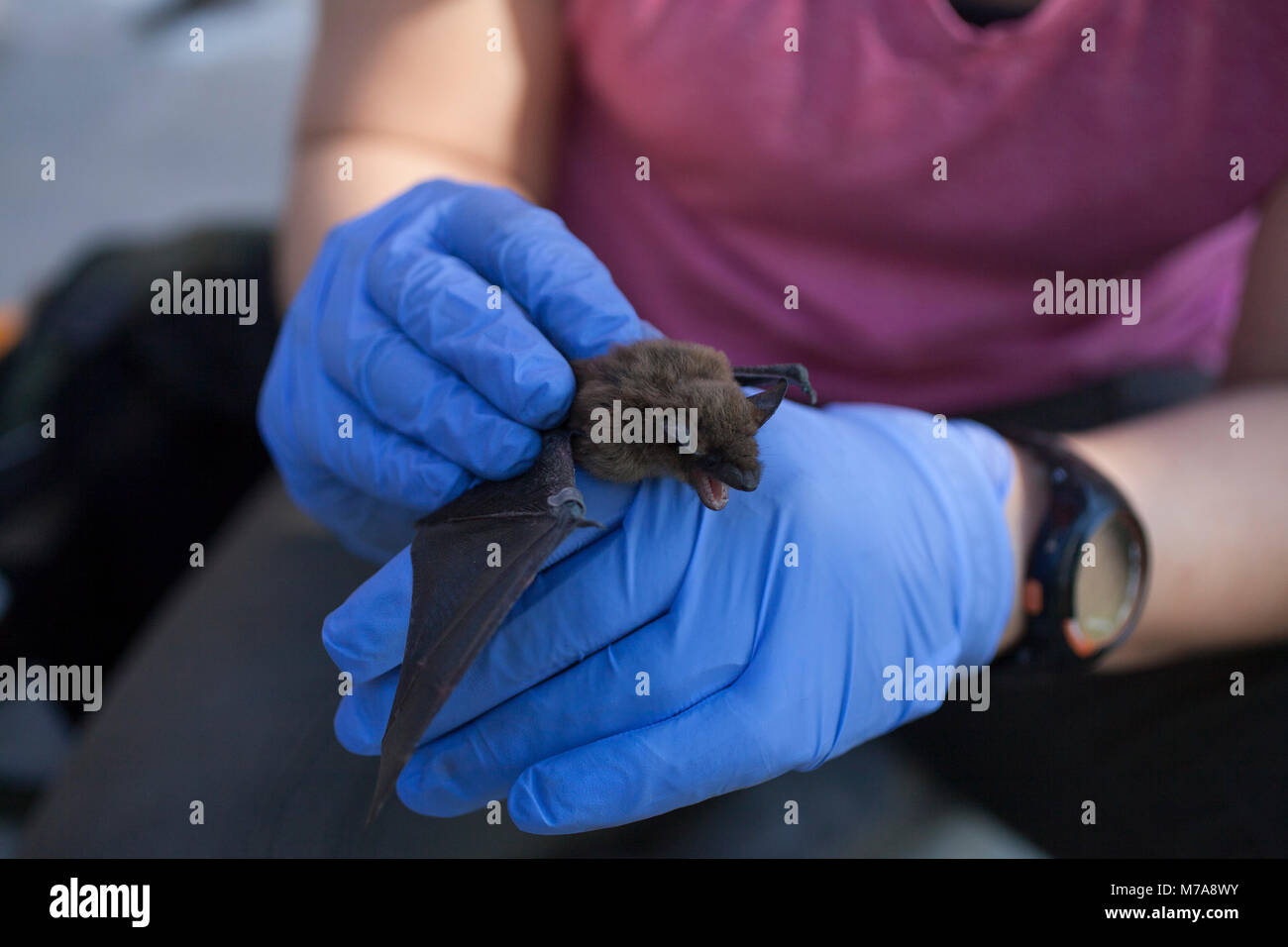 Brown bat hi-res stock photography and images - Alamy