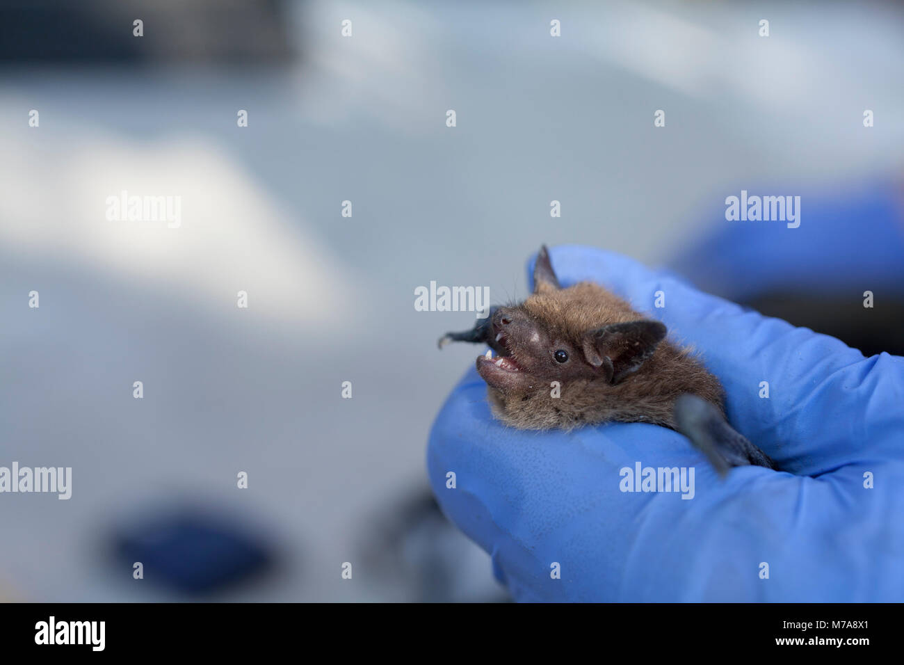 Brown bat hi-res stock photography and images - Alamy