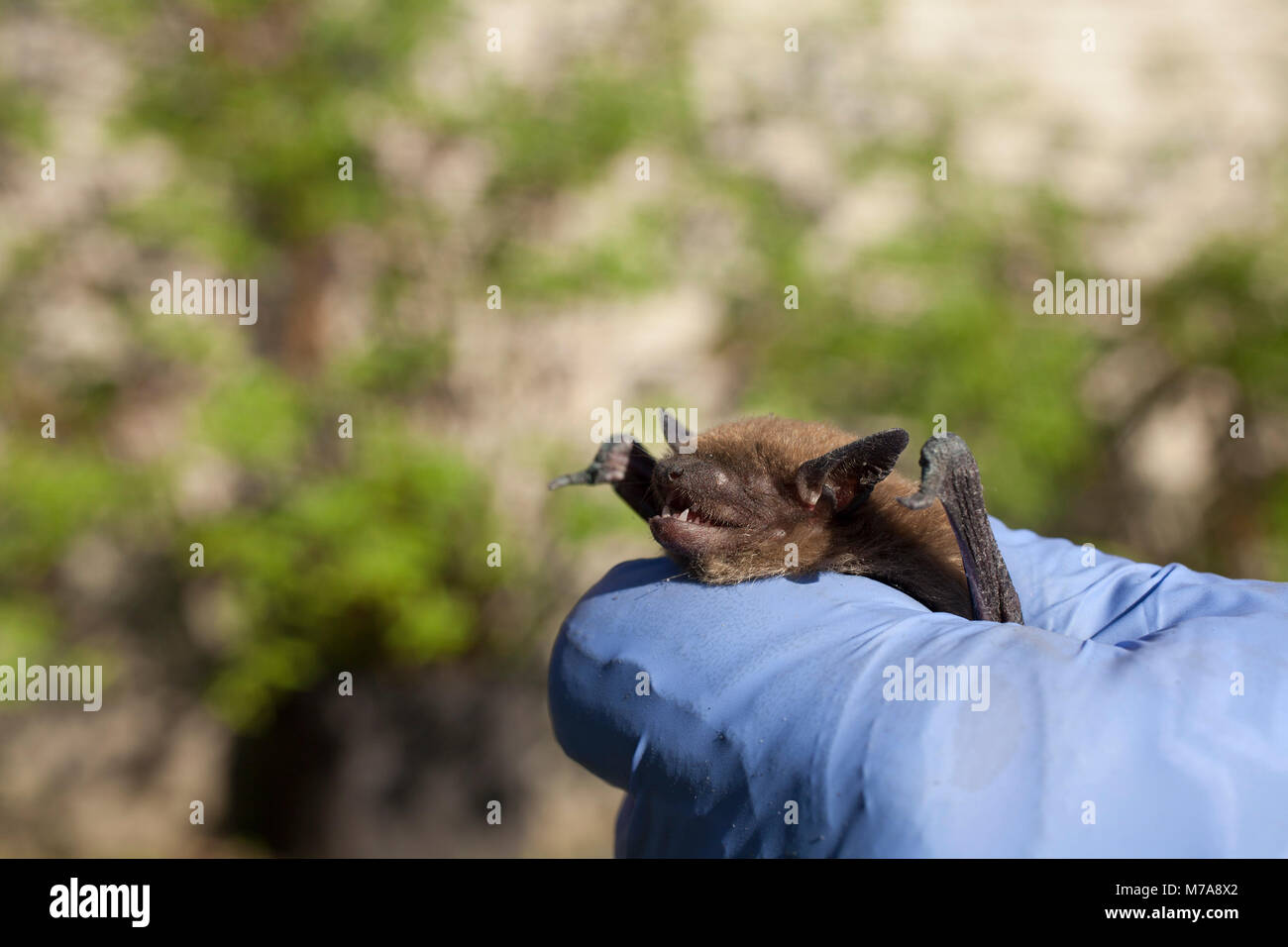 Angry Brown bat being inspected by naturalist taking a census of bats ...