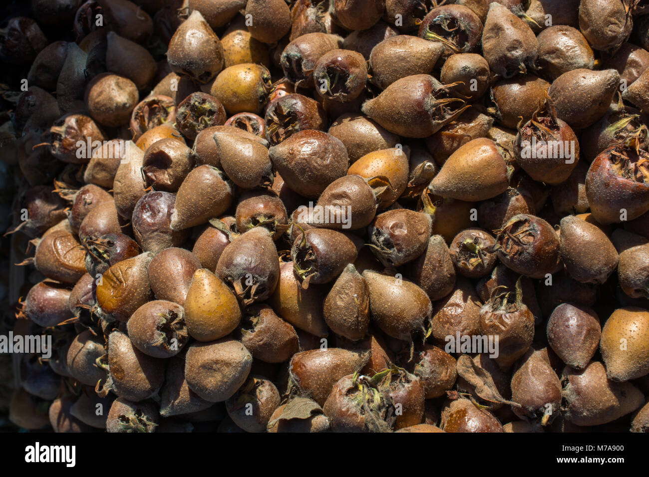 Freshly picked up ripe medlar fruit species mespilus germanica Stock ...