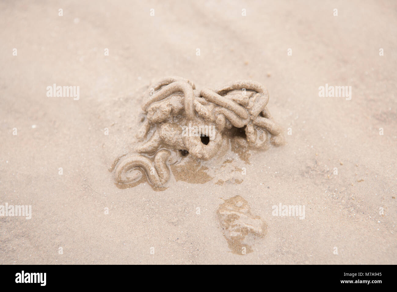 Blow lugworms hi-res stock photography and images - Alamy