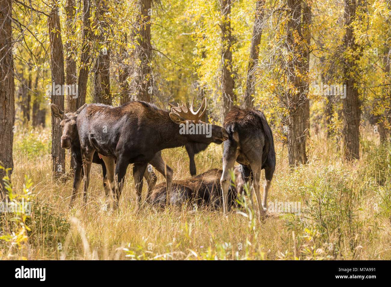 Bull and Cow Shiras Moose Rutting in Fall Stock Photo - Alamy