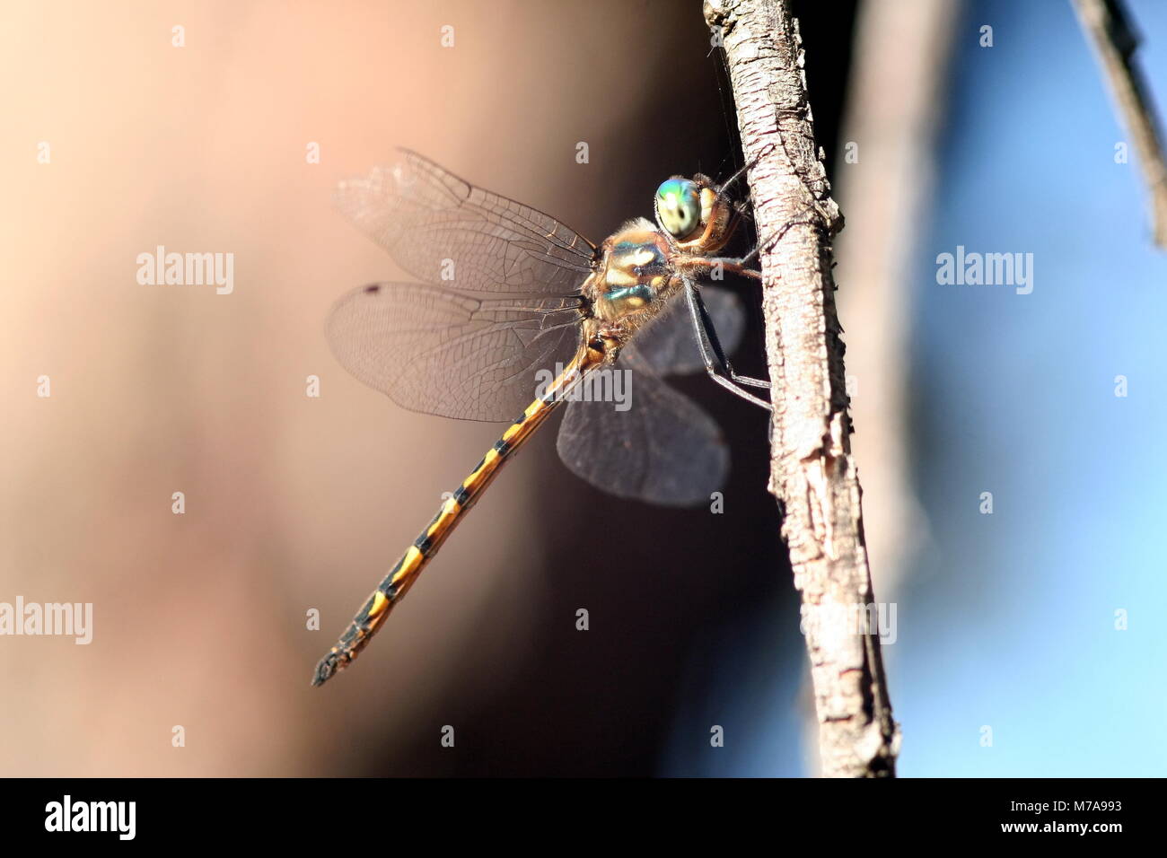 Australian dragonfly hi-res stock photography and images - Alamy