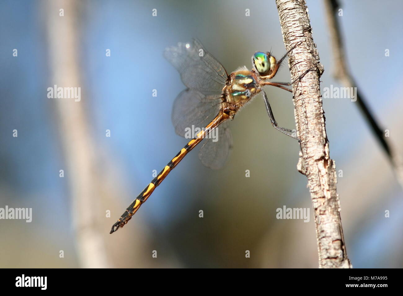 Australian Emerald Dragonfly Stock Photo - Alamy