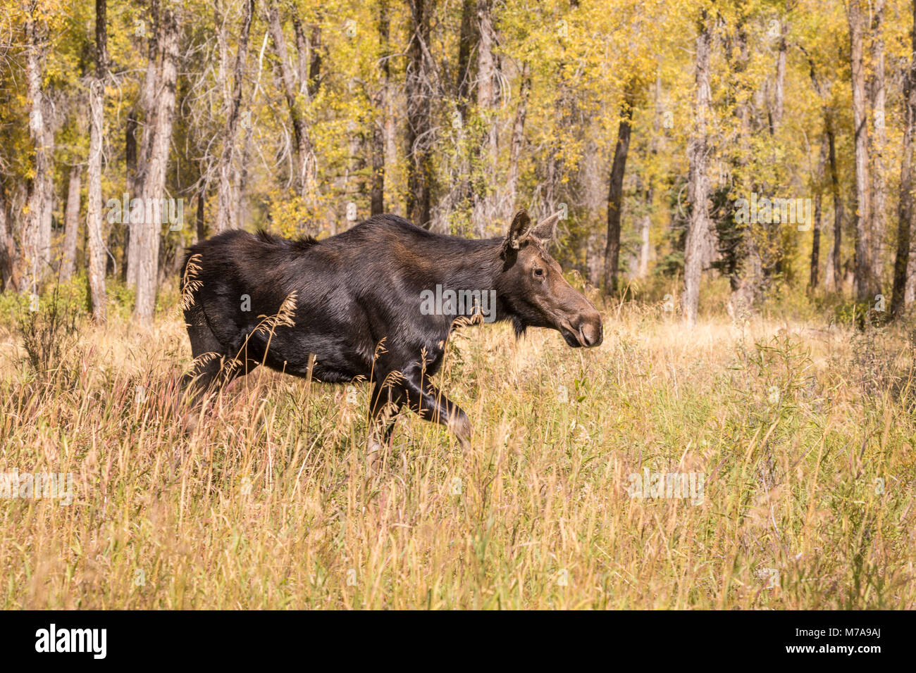 Cow Shiras Moose in Fall Stock Photo - Alamy